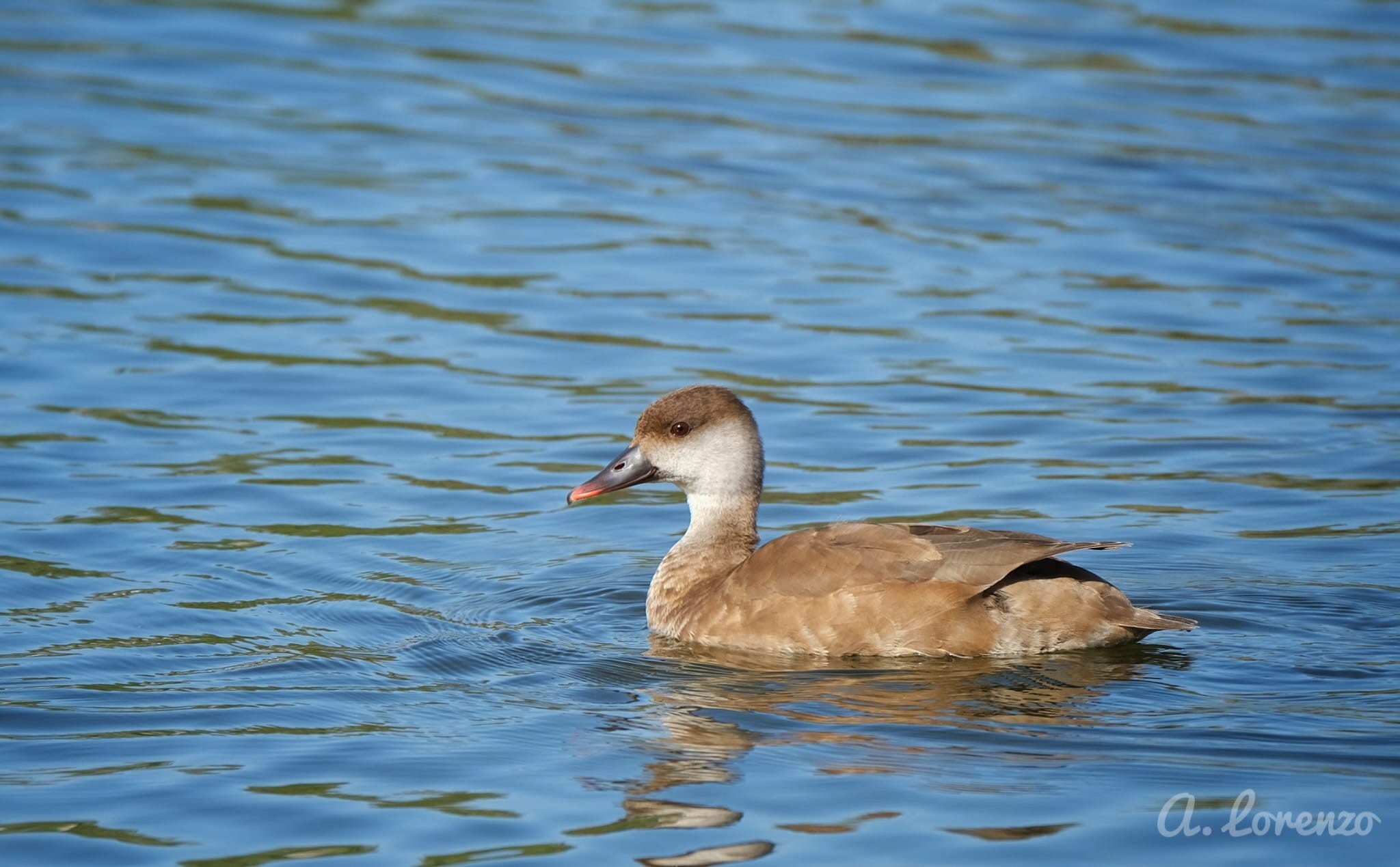 Septiembre 2022 - Area Medio Ambiente Ayto Motril